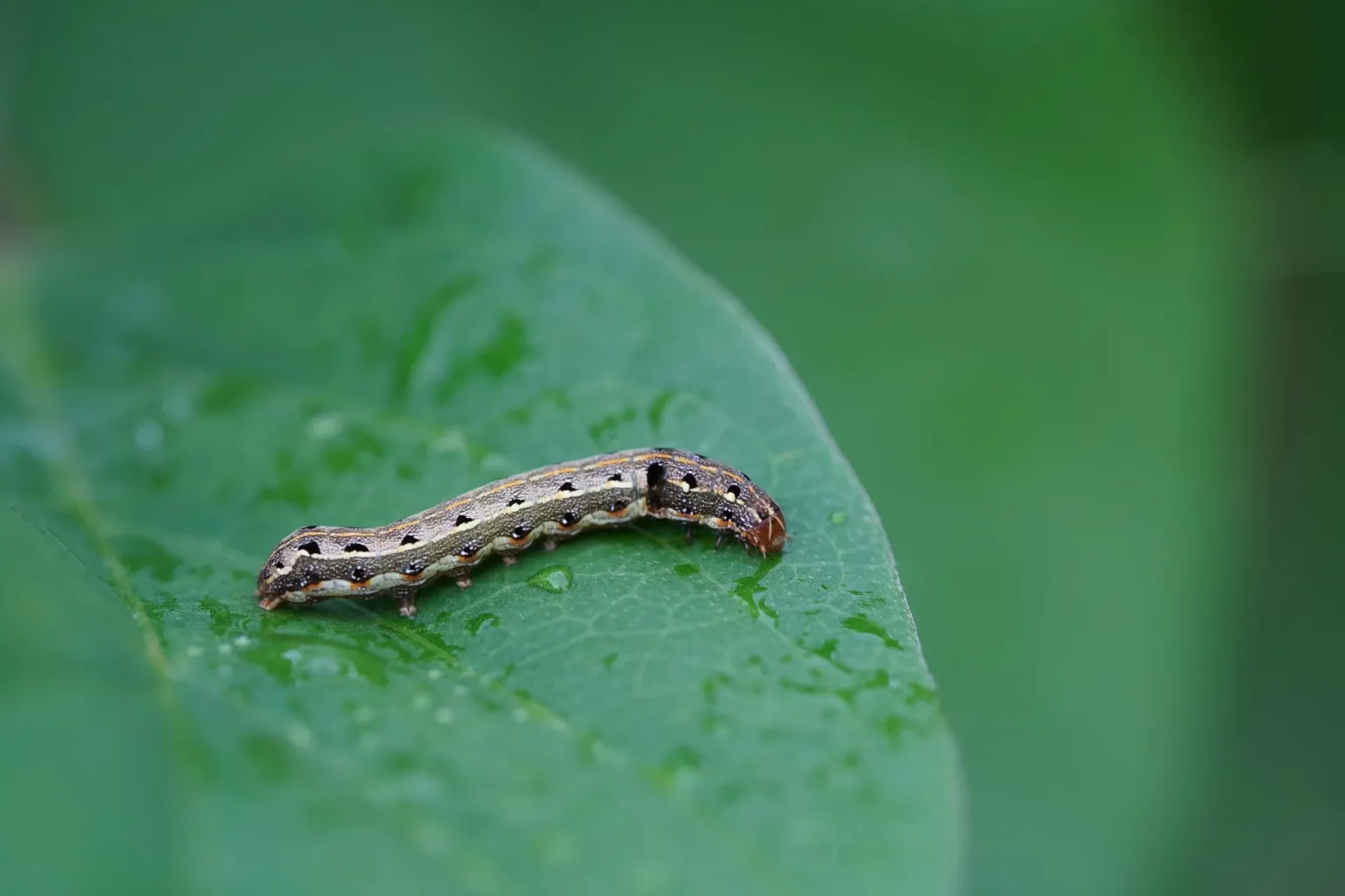 How to Get Rid of Fall Armyworms: Expert Tips