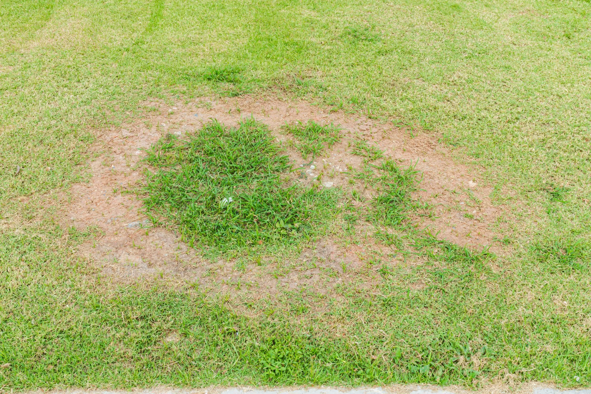 Preventing Large Patch Disease: Tips For Warm-Season Lawns