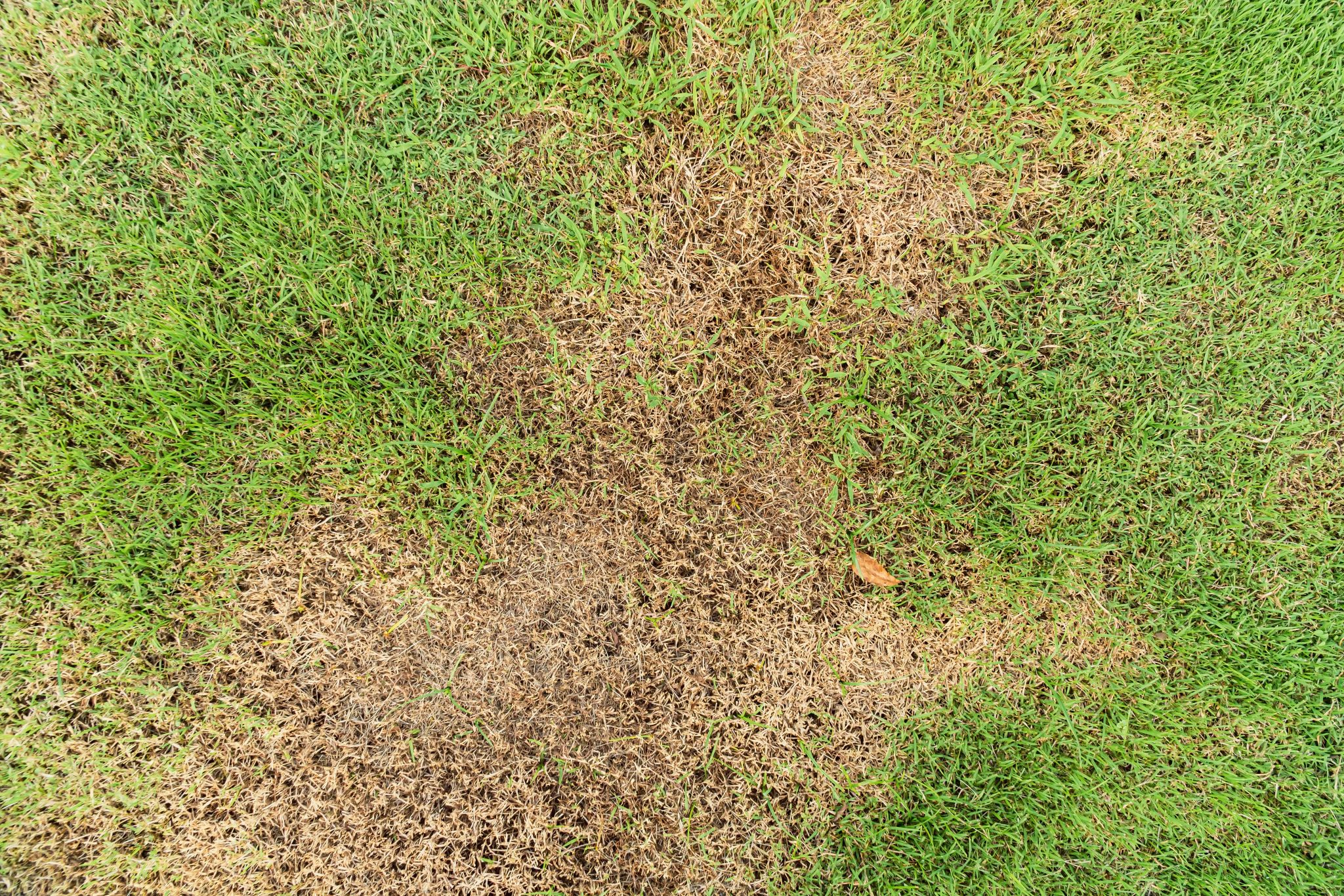 Preventing Large Patch Disease: Tips For Warm-Season Lawns