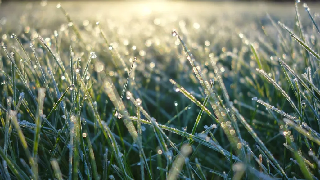 When Do Warm-Season Grasses Go Dormant in NC?